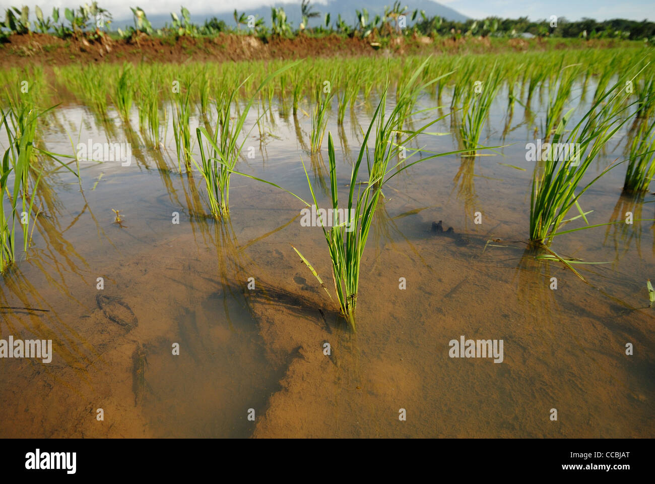 rice plant growing in Kuningan,West Java,Indonesia, Asia Stock Photo ...
