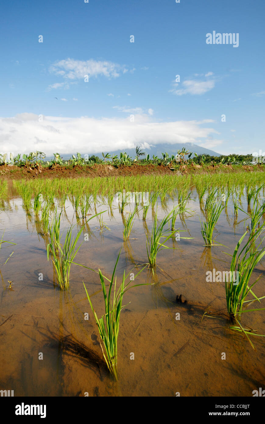 rice field in kuningan,West Java Indonesia Stock Photo - Alamy