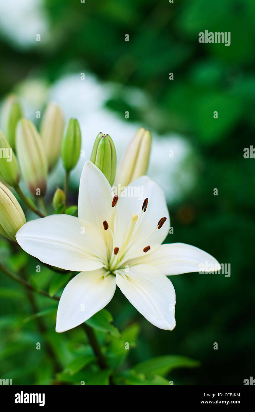 Blooming white lily in a garden Stock Photo - Alamy