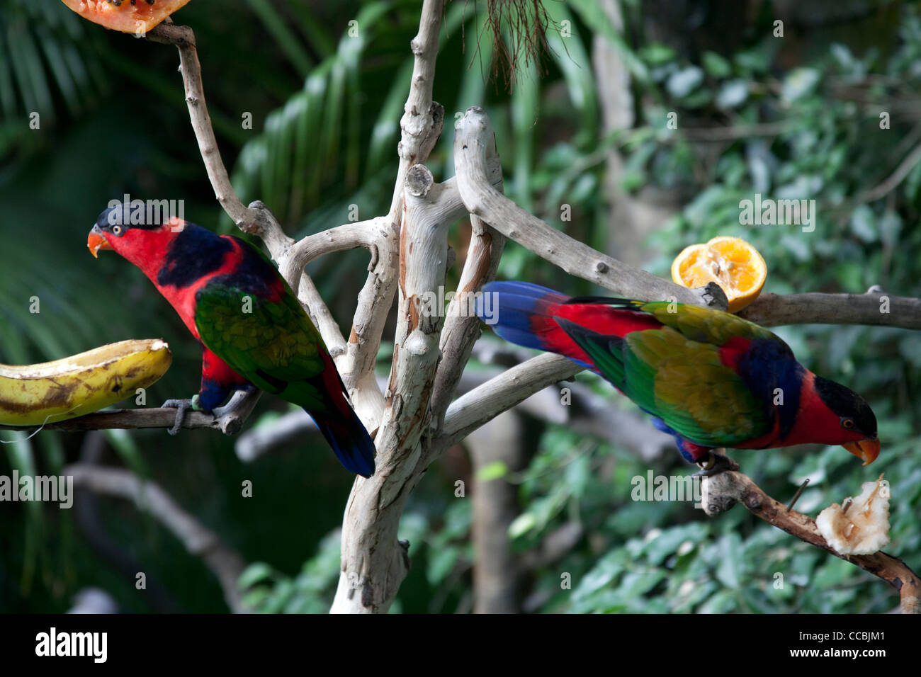 Black-capped Lory bird - Lorius lory - sitting on a branch eating a ...