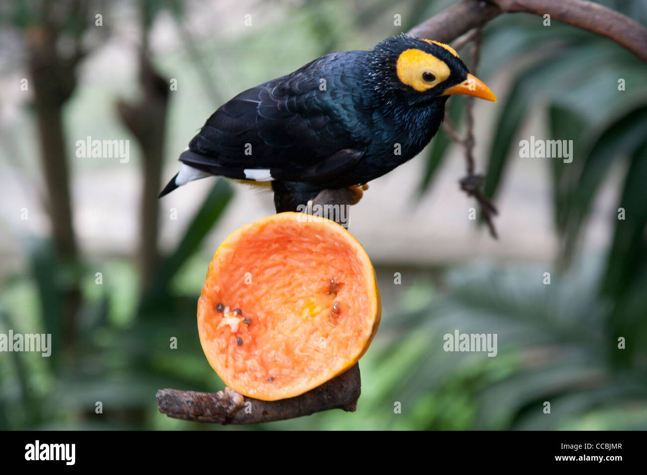 Mynah bird hi-res stock photography and images - Alamy