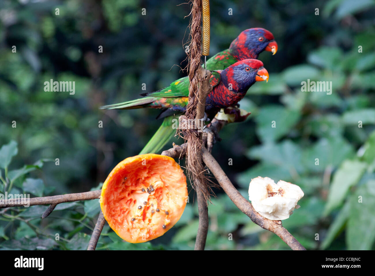 Black-capped Lory bird - Lorius lory - sitting on a branch eating fruit ...