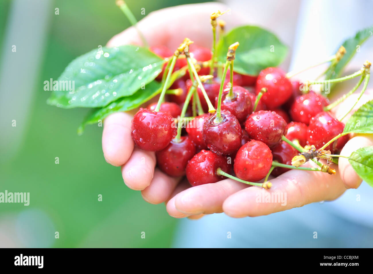cherries in woman hands Stock Photo - Alamy