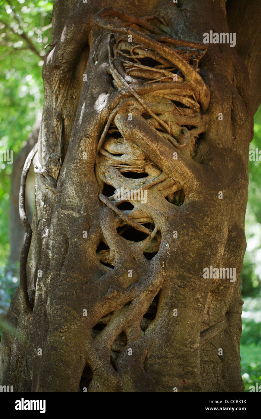 Tropical tree trunk Stock Photo - Alamy