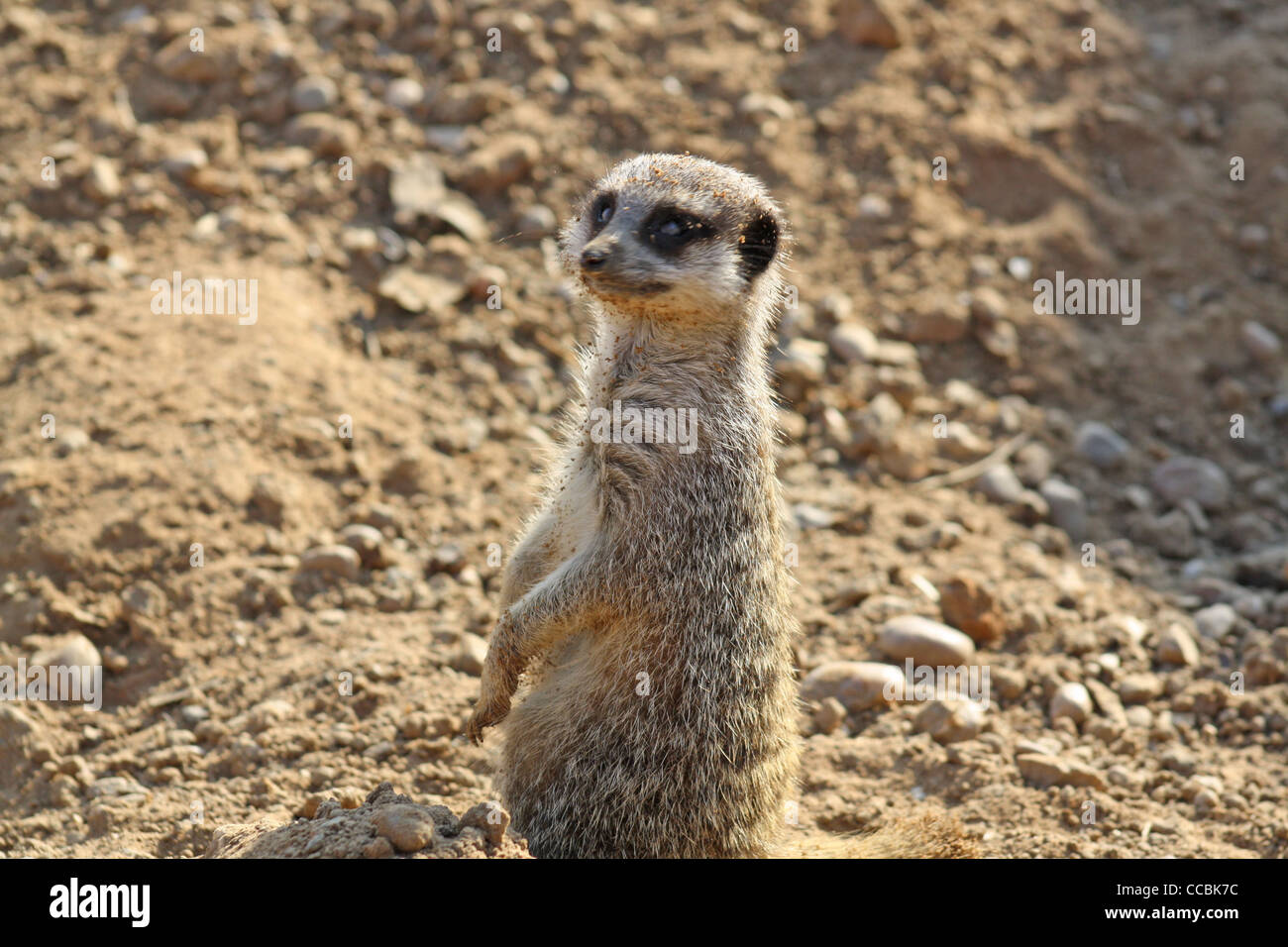 Baby meerkat face hi-res stock photography and images - Alamy
