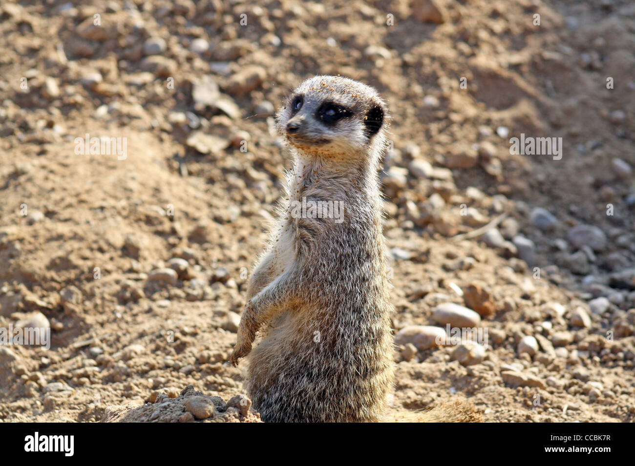 meerkat looking alert Stock Photo - Alamy
