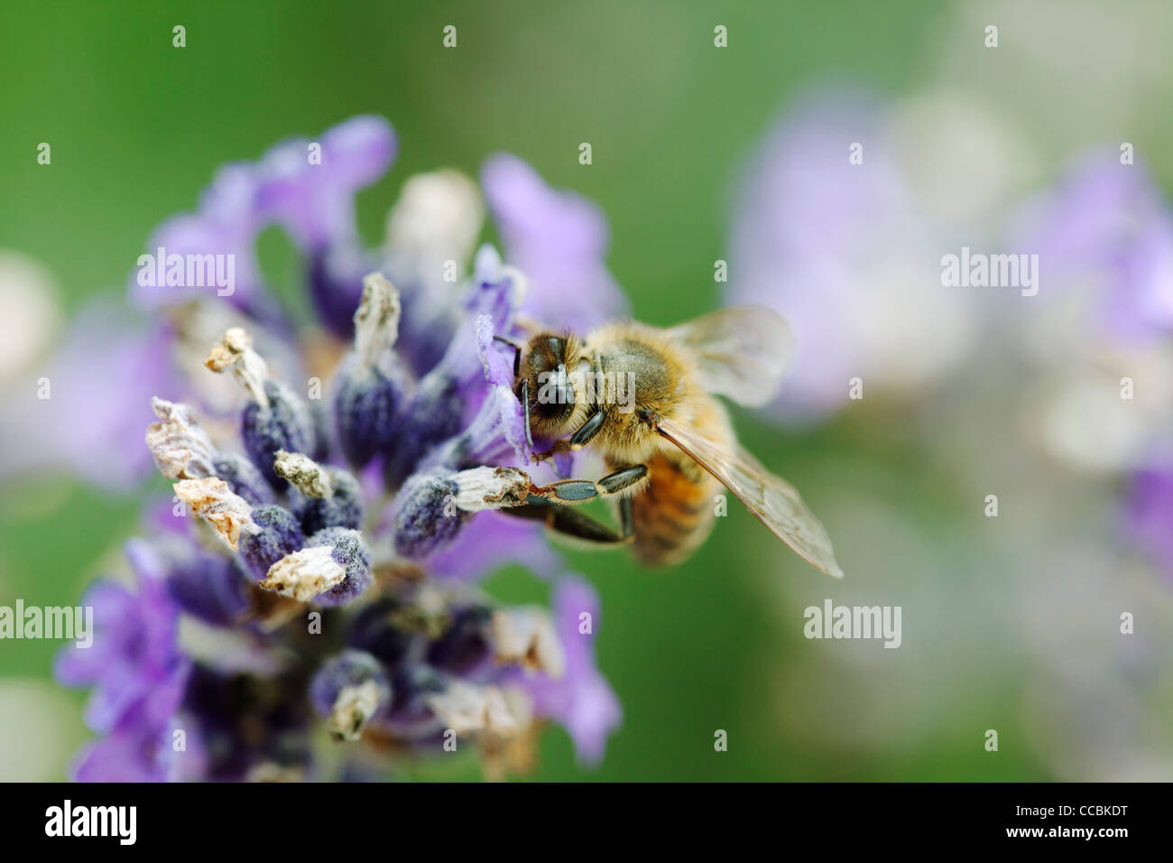 Bee gathering pollen on lavender Stock Photo - Alamy