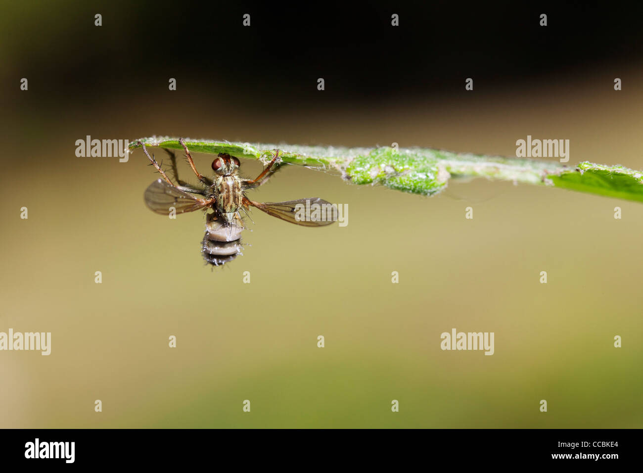 Hoverfly (Diptera syriphidae) killed by parasitic fungus Stock Photo ...