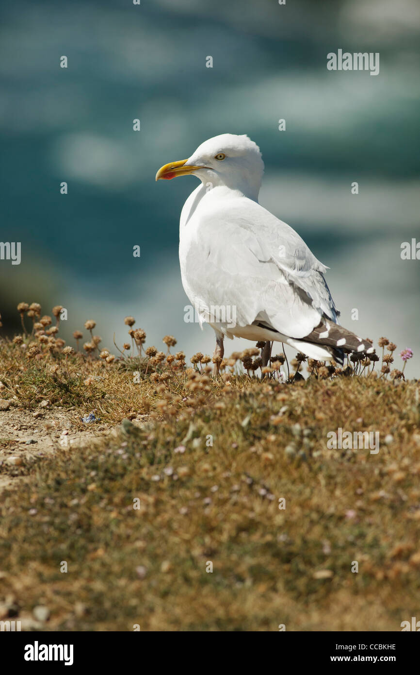 Seagull images hi-res stock photography and images - Alamy
