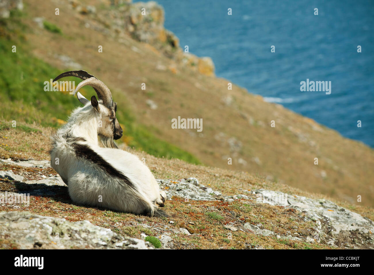Goat, Belle-Ile-en-Mer, Morbihan, Brittany, France Stock Photo - Alamy