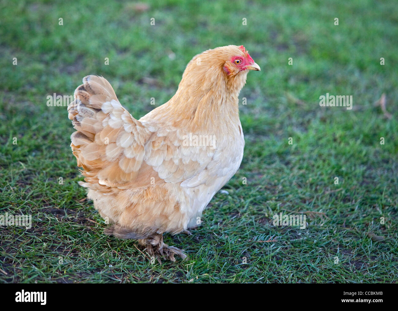 Gold Chicken, UK Stock Photo - Alamy