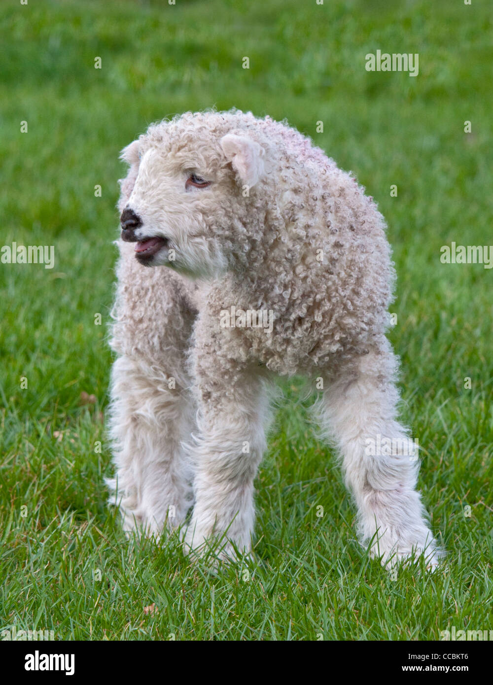 Grey Faced Dartmoor Lamb, UK Stock Photo - Alamy