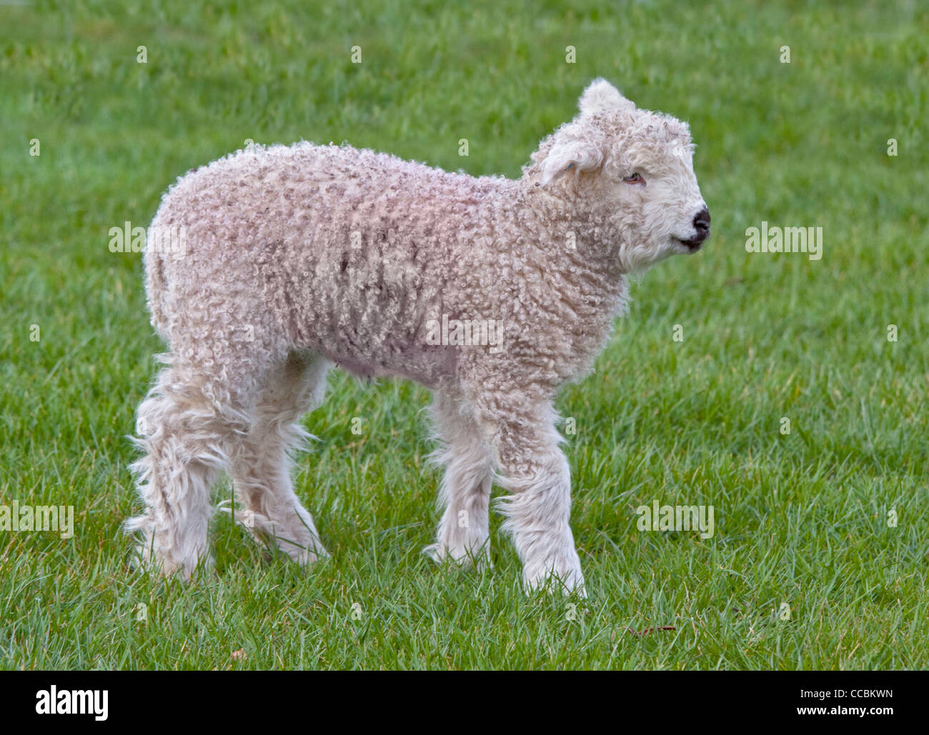 Grey faced dartmoor hi-res stock photography and images - Alamy