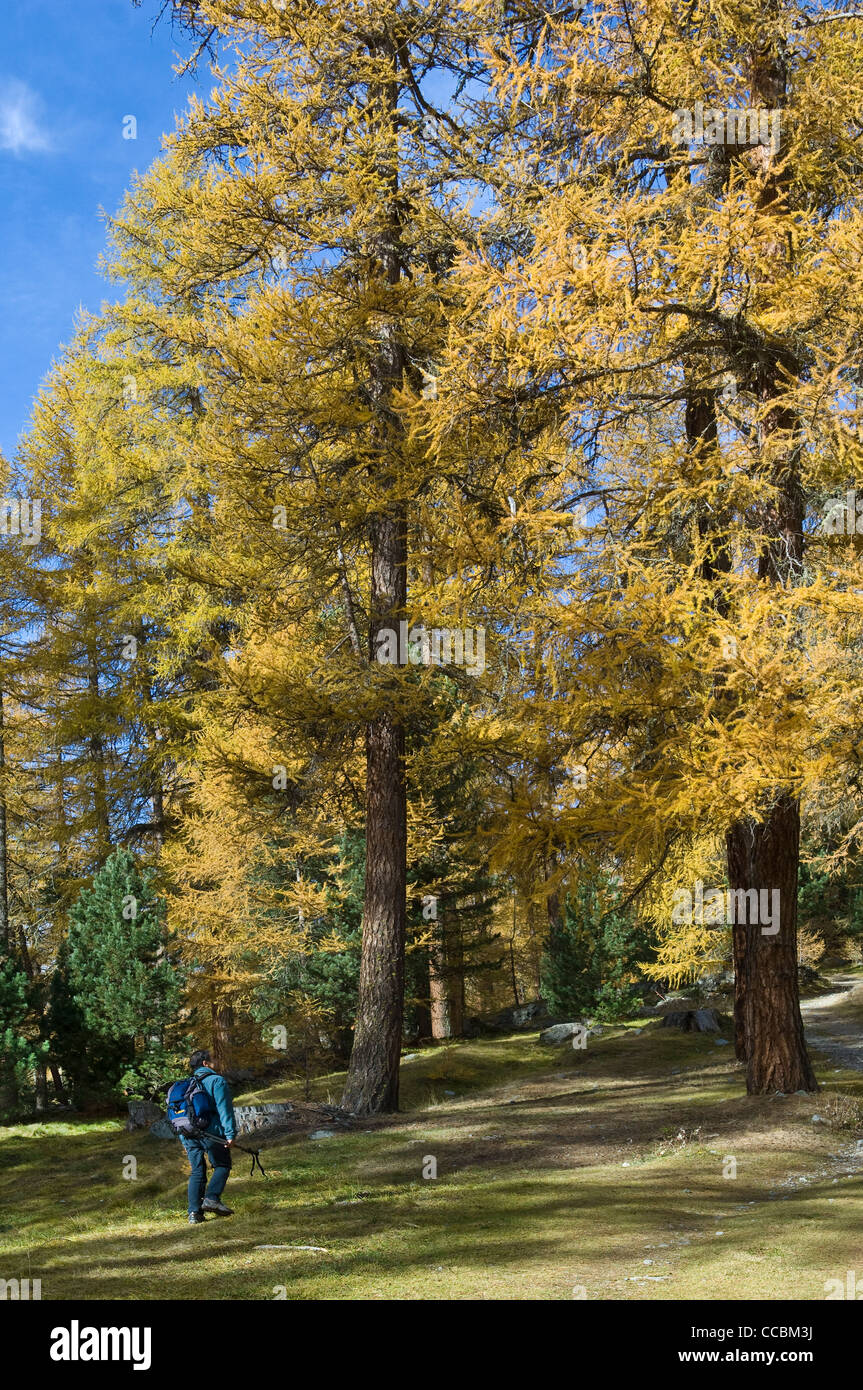 mountaineer in bever valley, bever, switzerland Stock Photo - Alamy