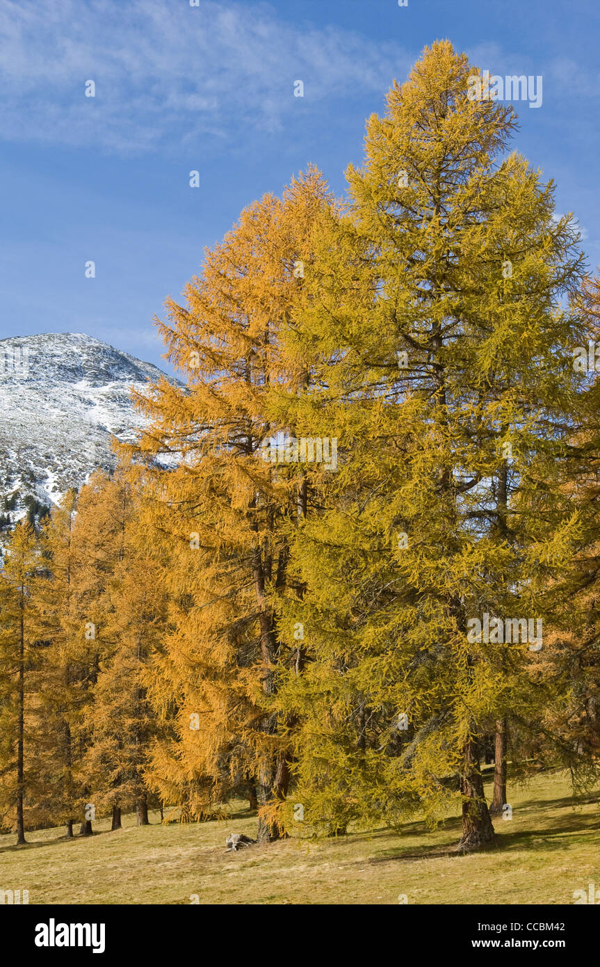 Bever switzerland hi-res stock photography and images - Alamy