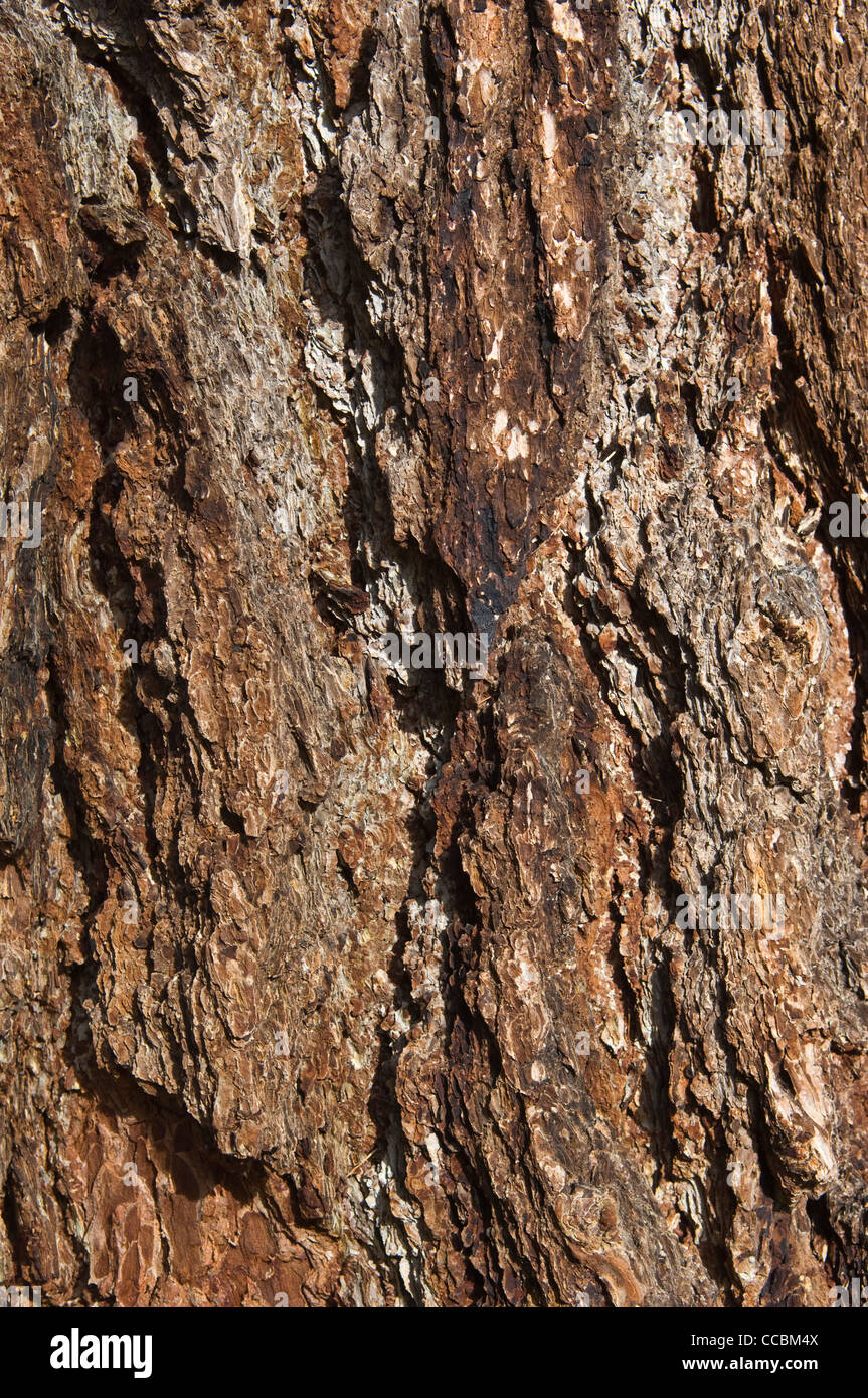 Larch bark hi-res stock photography and images - Alamy