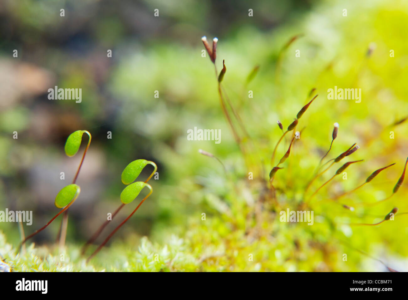 Haircap moss (Polytrichum) spores Stock Photo - Alamy