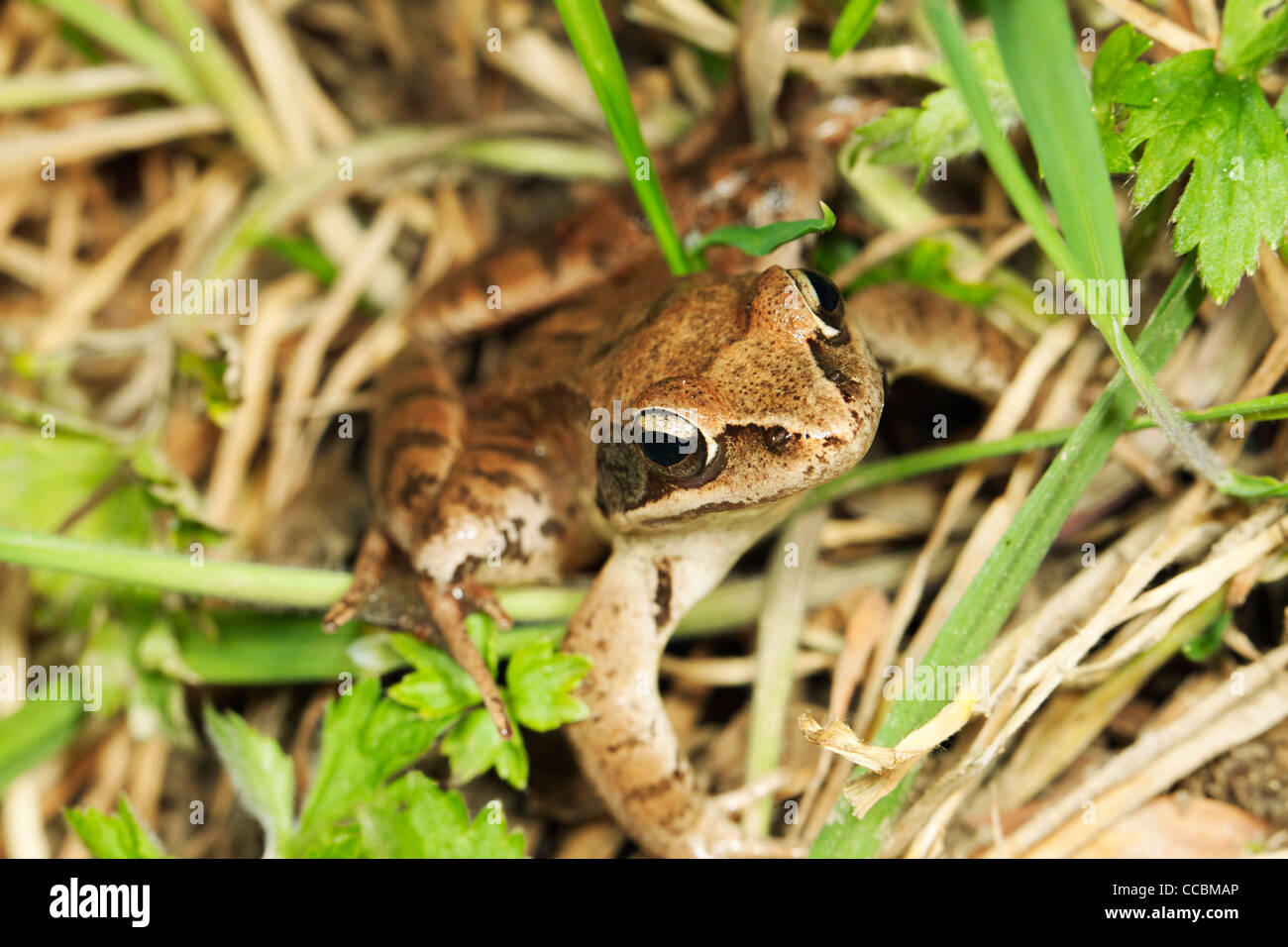 Common frog (Rana temporaria Stock Photo - Alamy