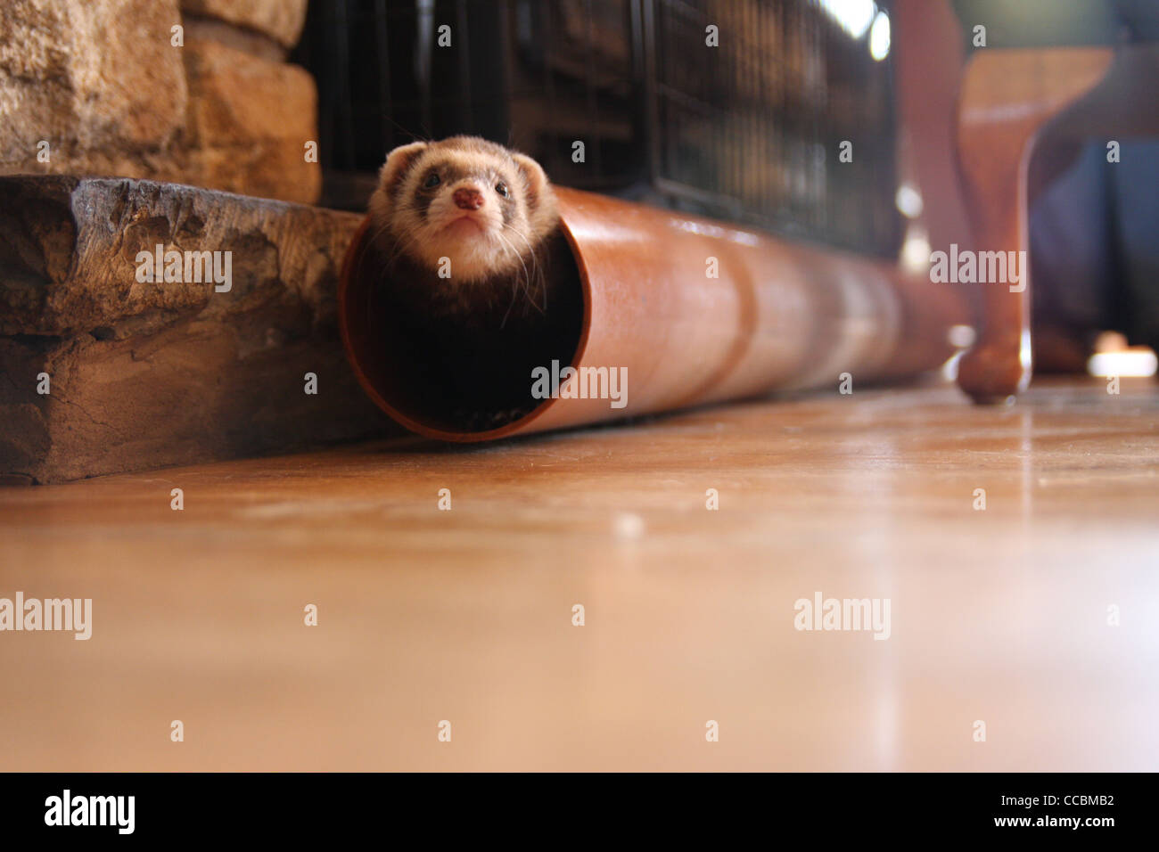 Ferret running though a pipe Stock Photo - Alamy