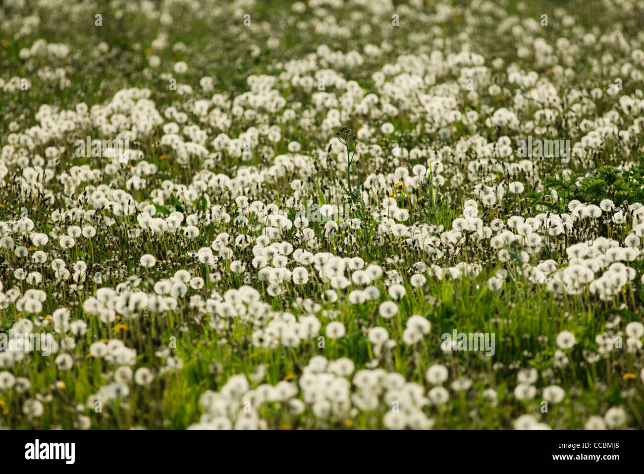 Dandelions growing in field Stock Photo - Alamy