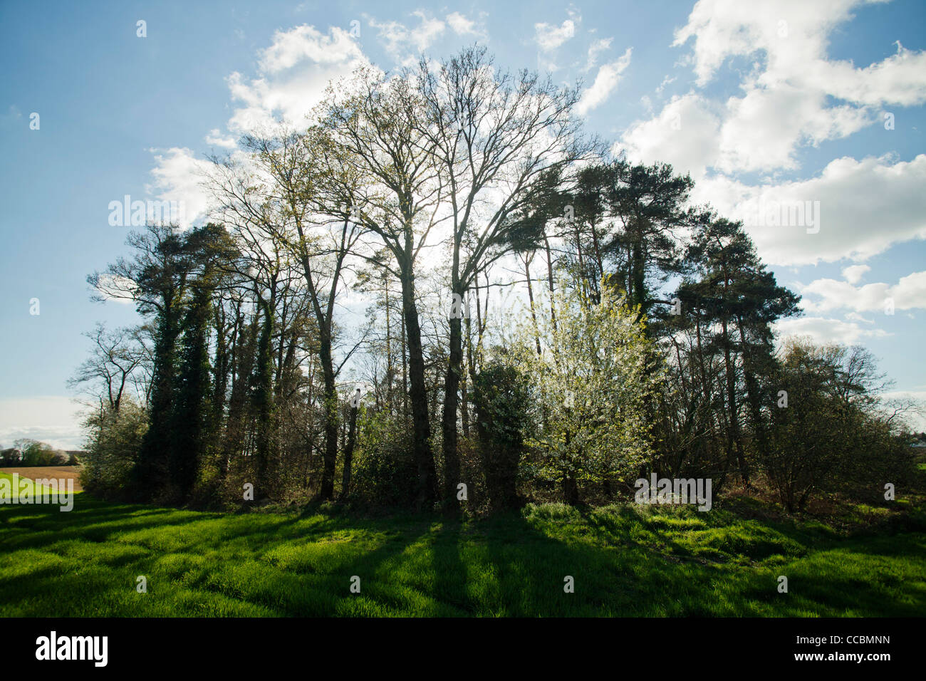 Trees backlit by sun Stock Photo - Alamy