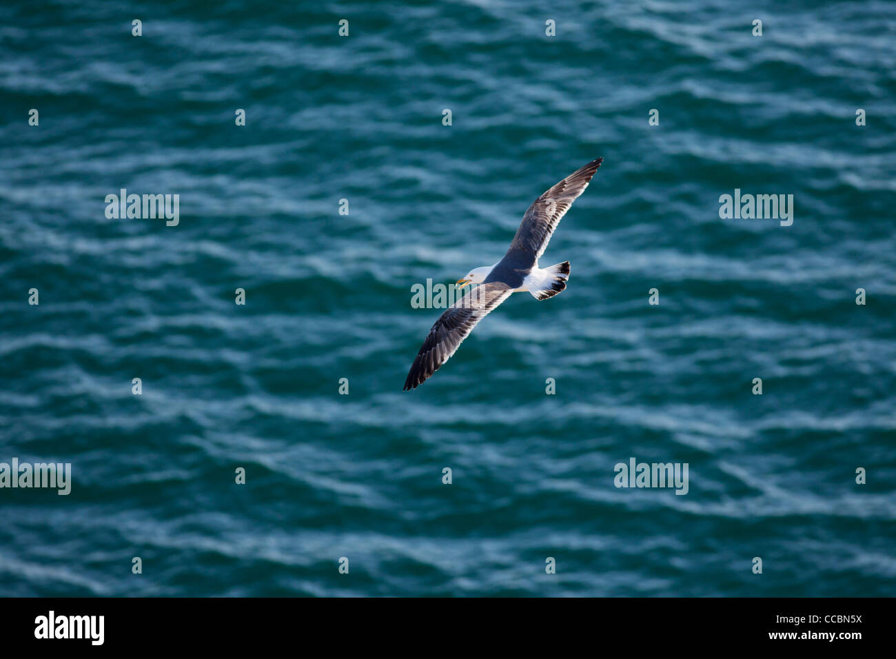 Seagull flying over water Stock Photo - Alamy
