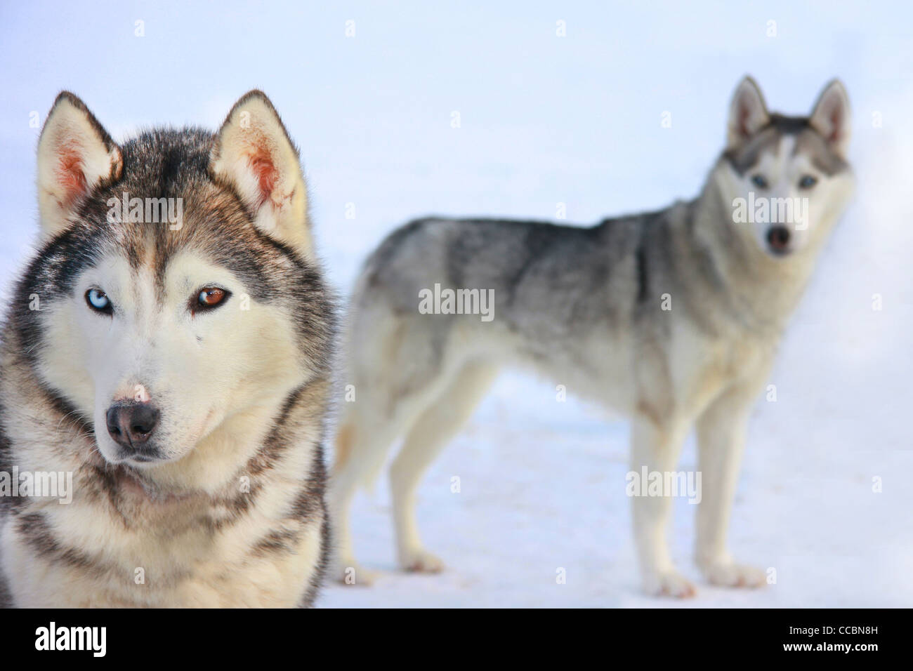 How Fast Can Malam Huskies Run