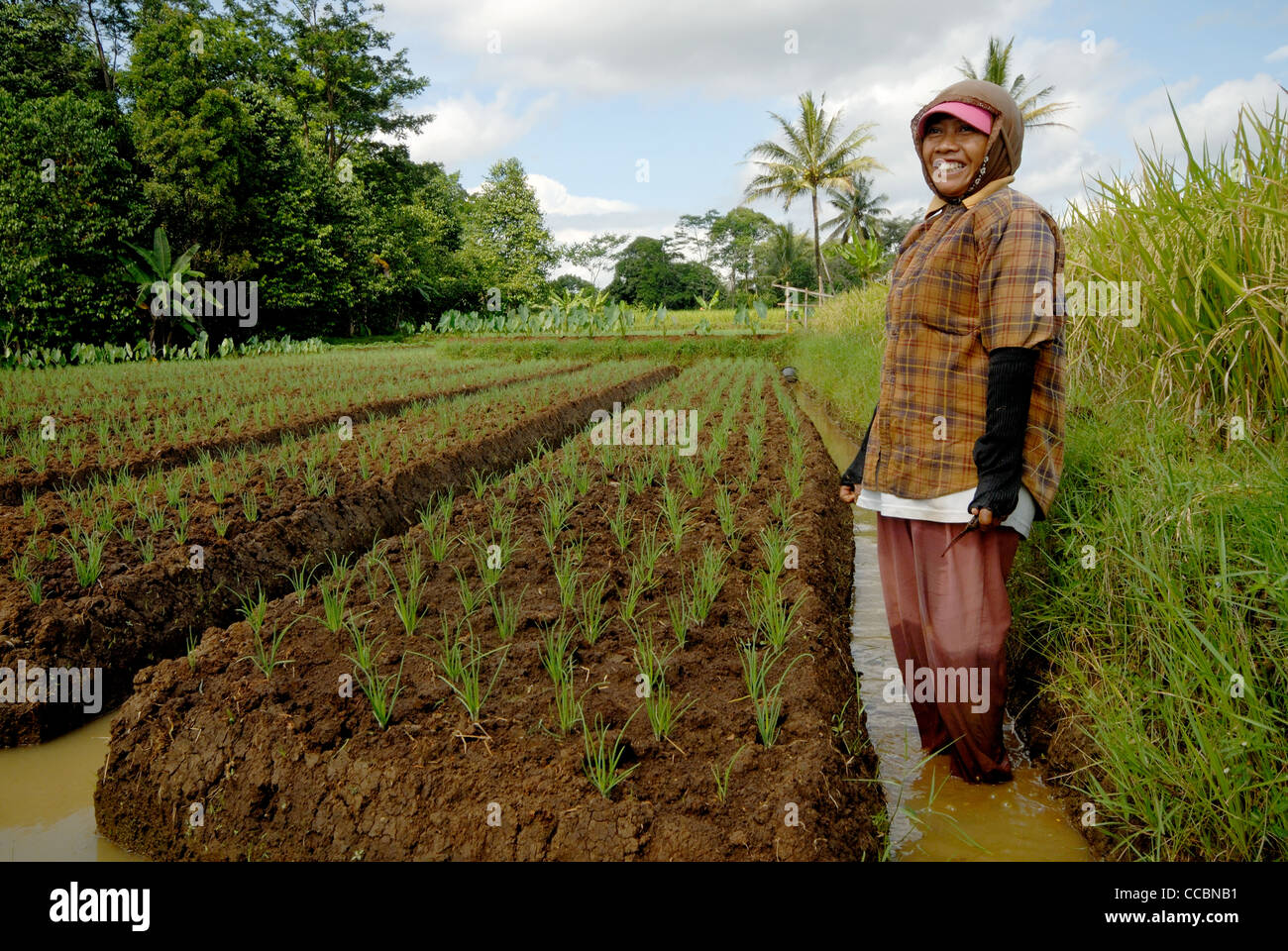 A woman planting rice in a paddy field in Kuningan, West Java Stock ...