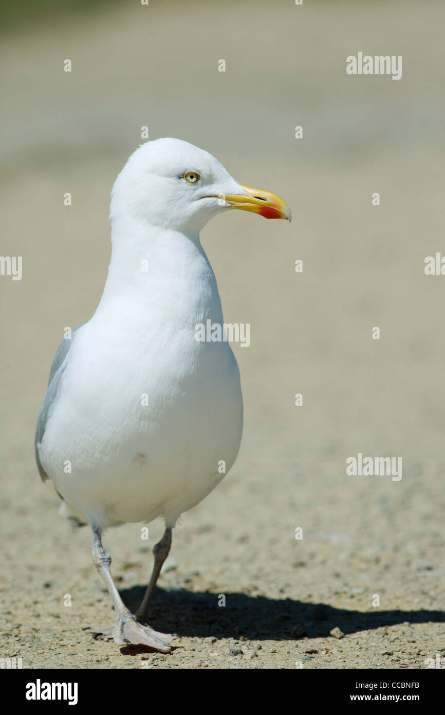 Shot white seagull walking hi-res stock photography and images - Alamy