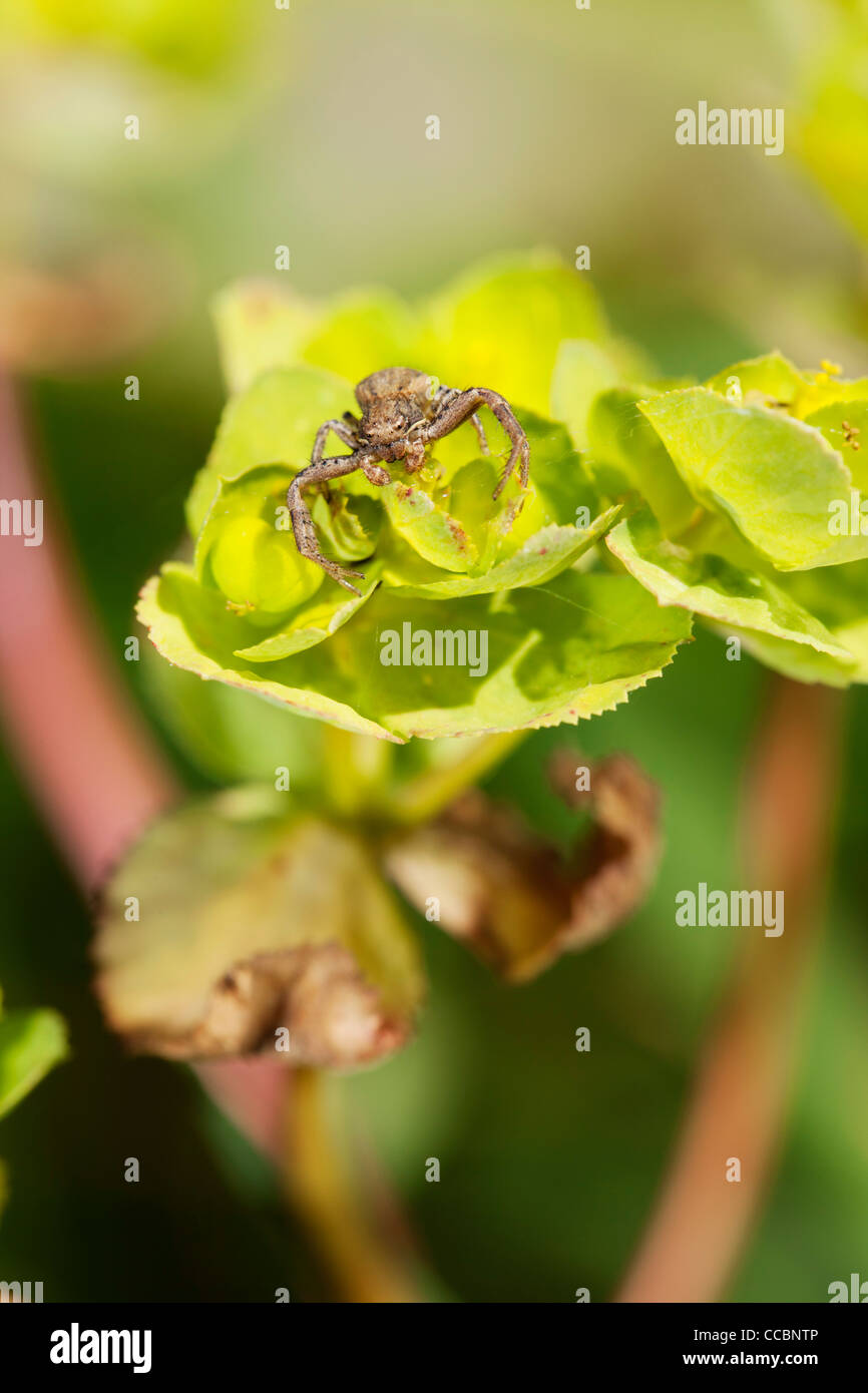 Spider on plant Stock Photo - Alamy