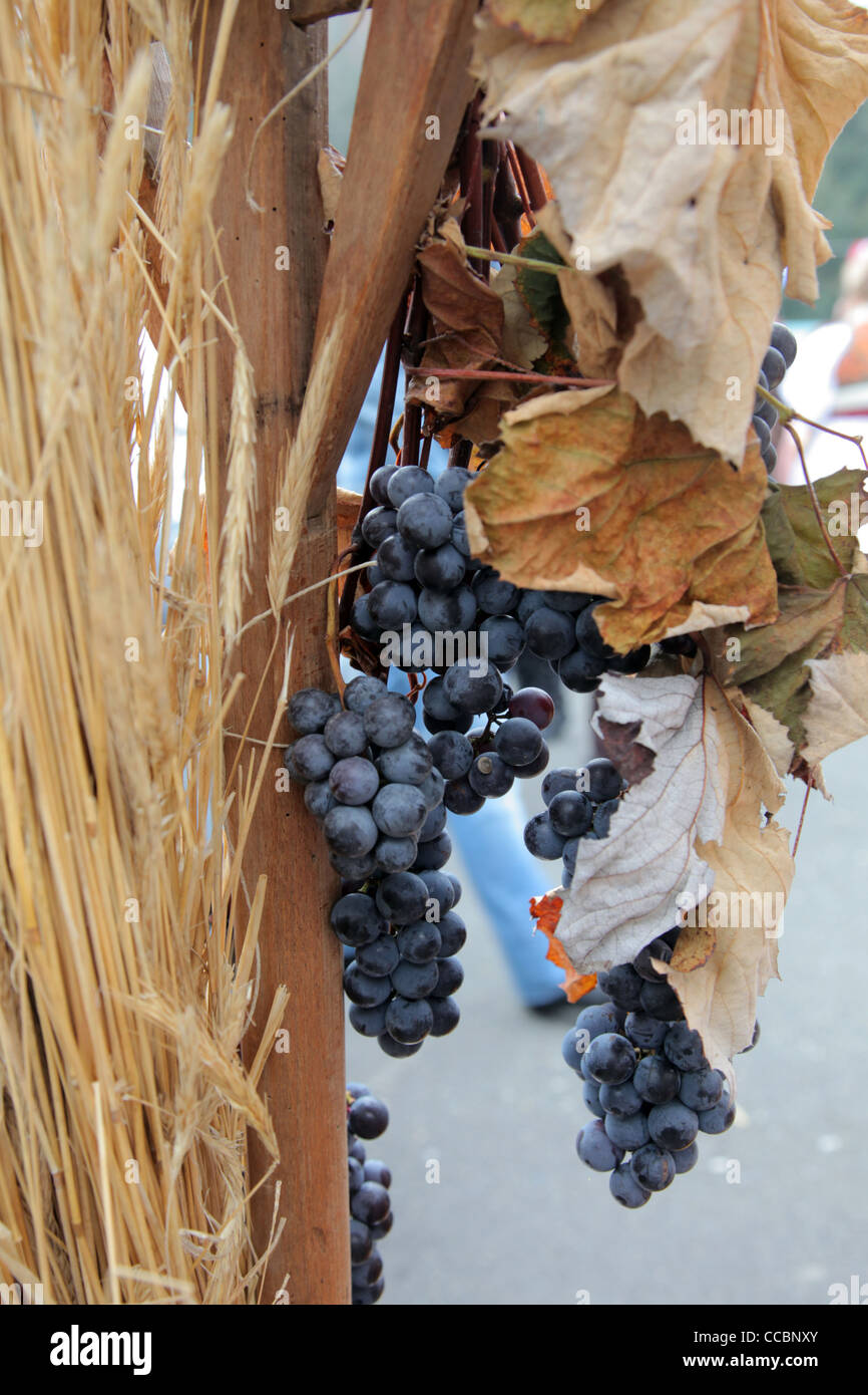 Grape cluster hi-res stock photography and images - Alamy