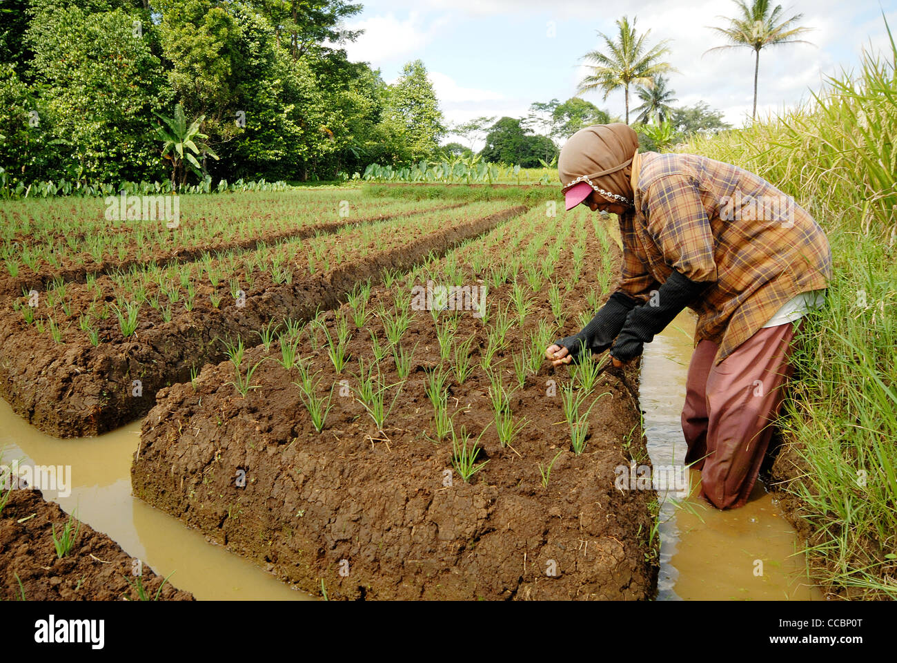 A woman planting rice in a paddy field in Kuningan, West Java ...