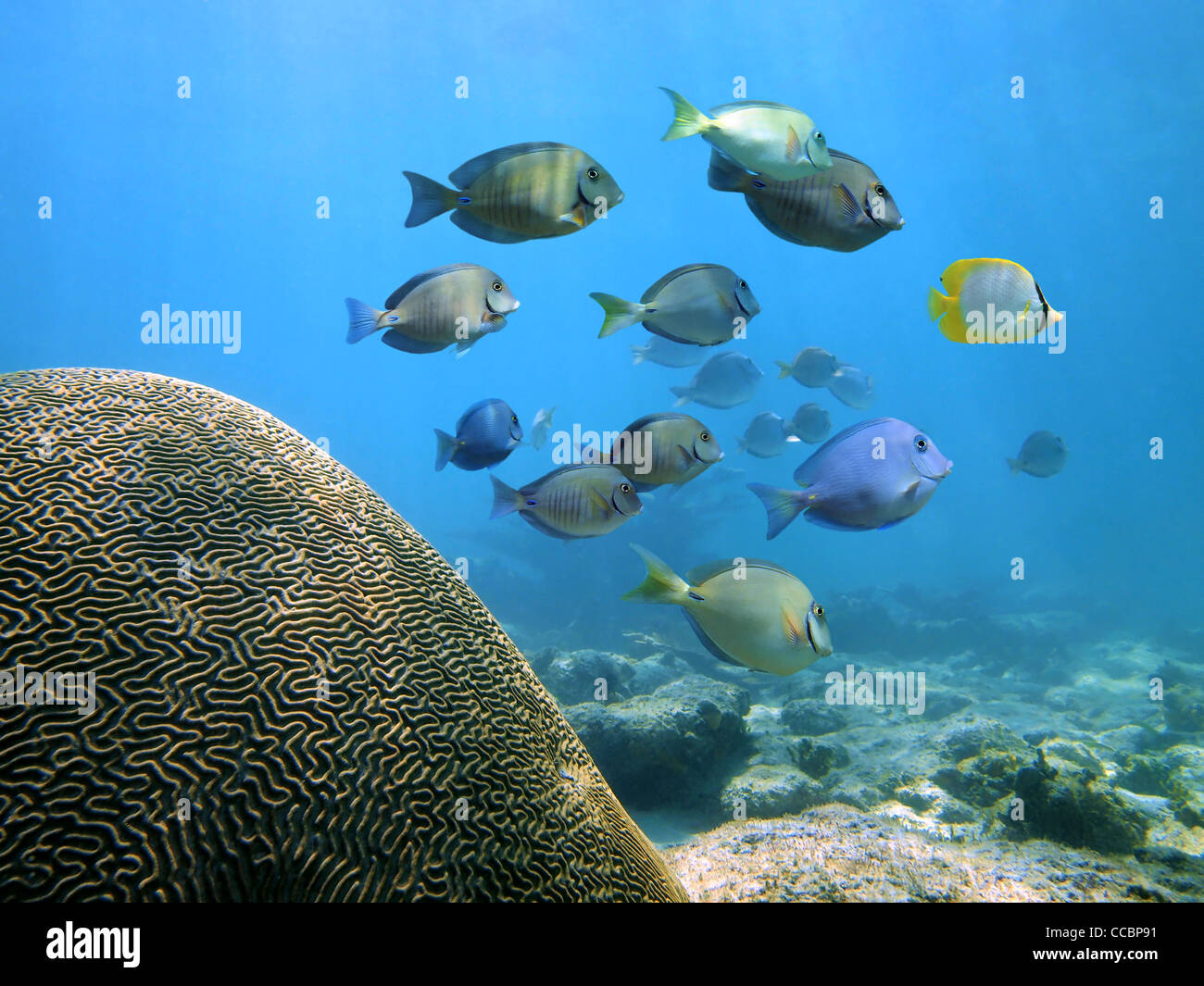 Surgeonfish and caribbean hi-res stock photography and images - Alamy