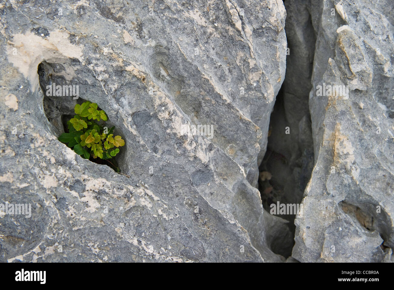 rocks on televrina mount and montpellier maple, cres island, croatia ...