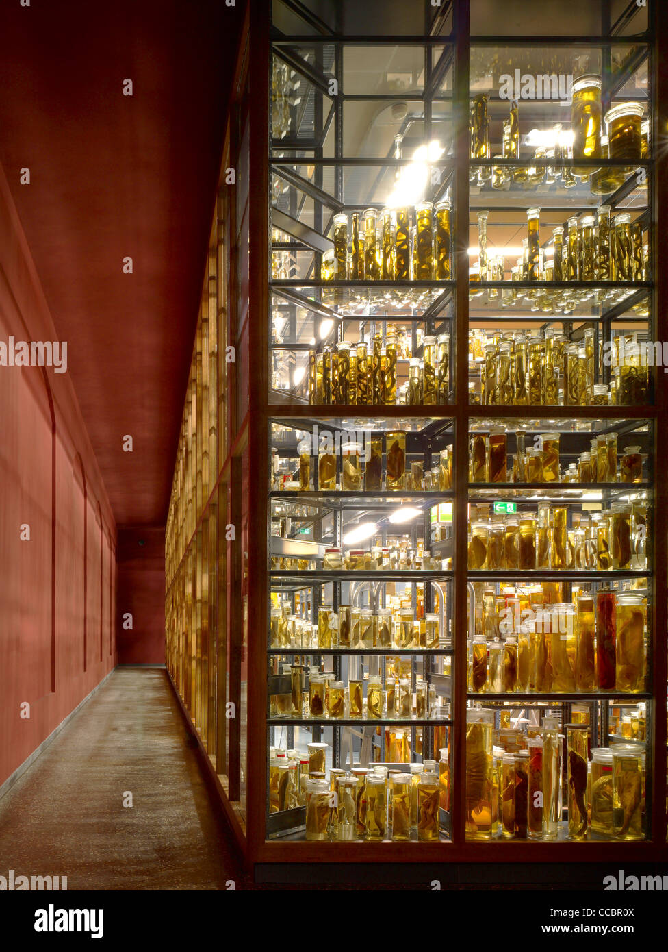 Museum Of Natural History, Berlin, Germany, 2009 Stock Photo - Alamy