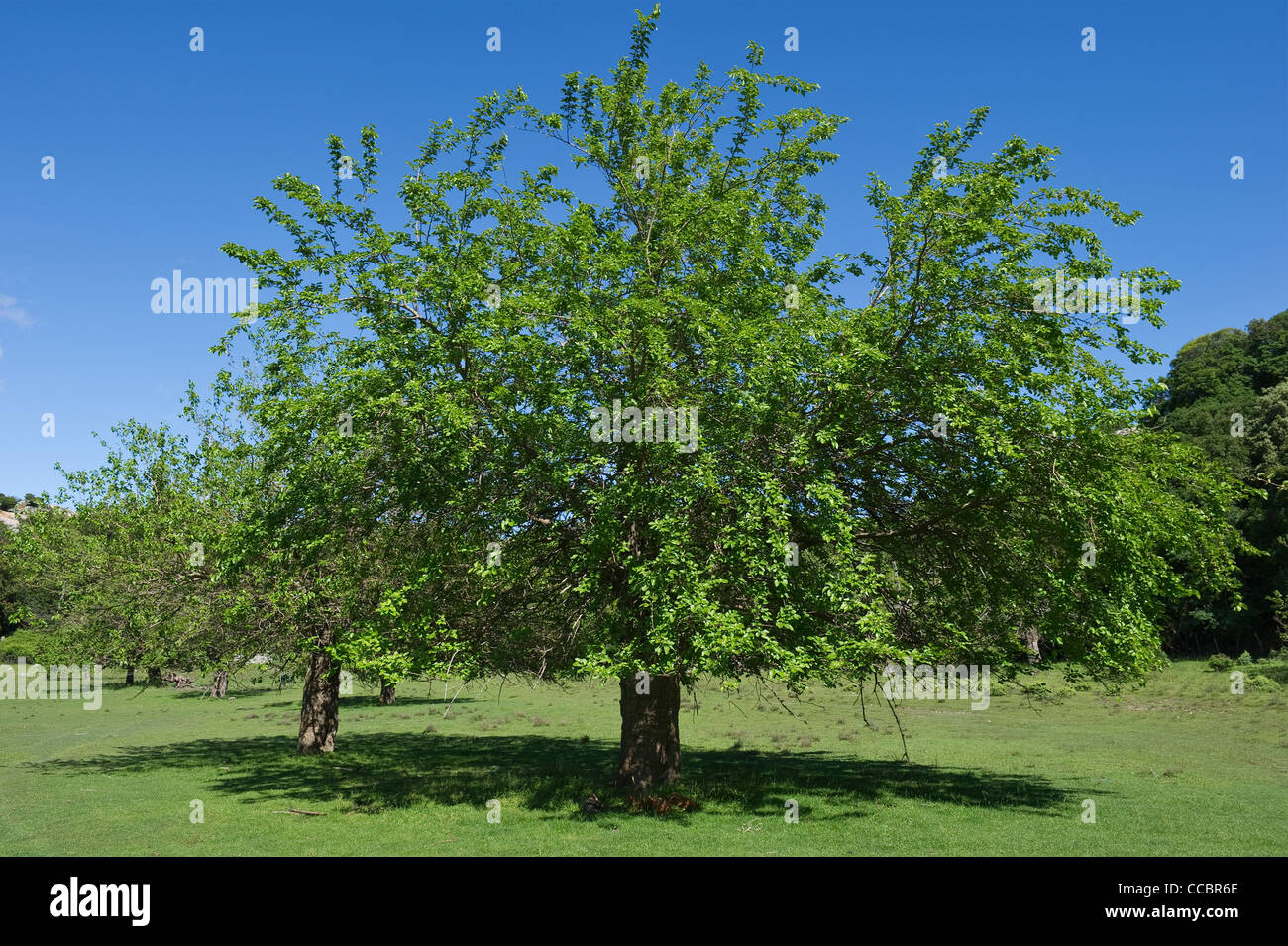 mulberry trees, cres island, croatia Stock Photo - Alamy