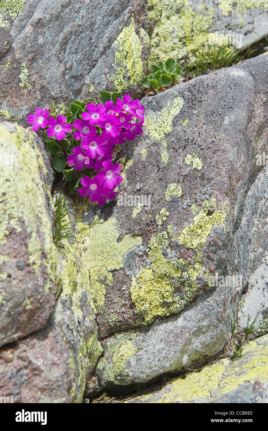 Primula hirsuta hi-res stock photography and images - Alamy