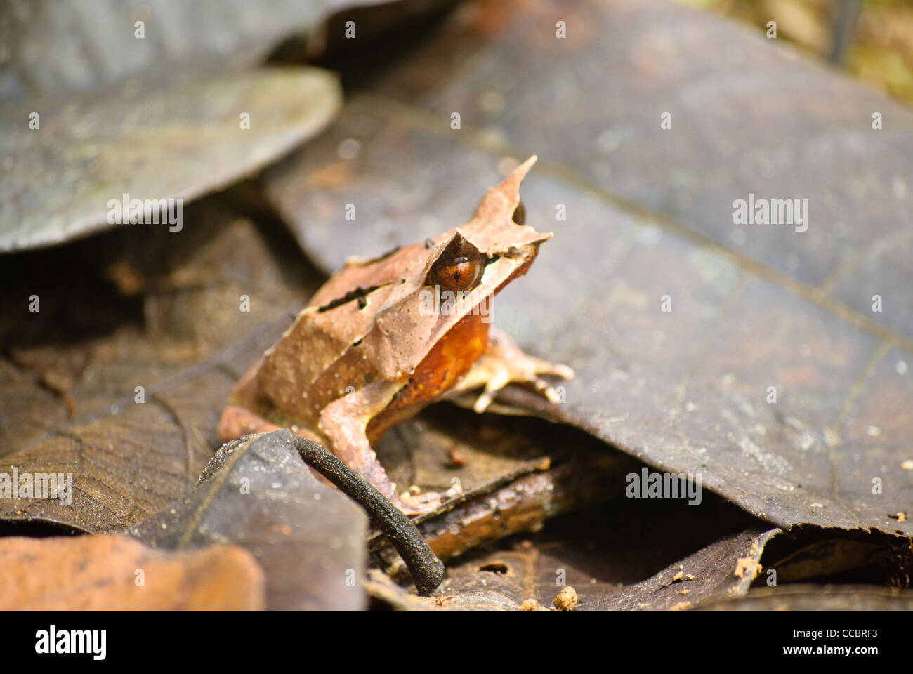 Long nosed horned frog hi-res stock photography and images - Alamy