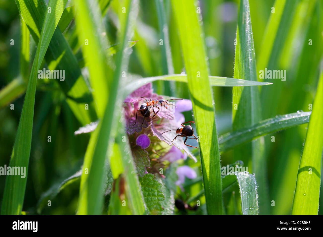 Ant grass hi-res stock photography and images - Alamy