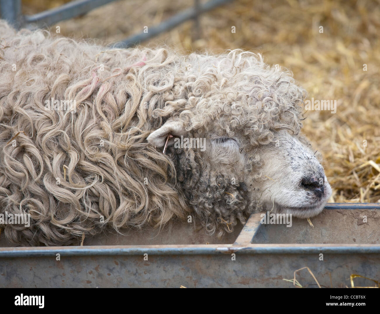 Grey-Faced Dartmoor Sheep, UK Stock Photo - Alamy