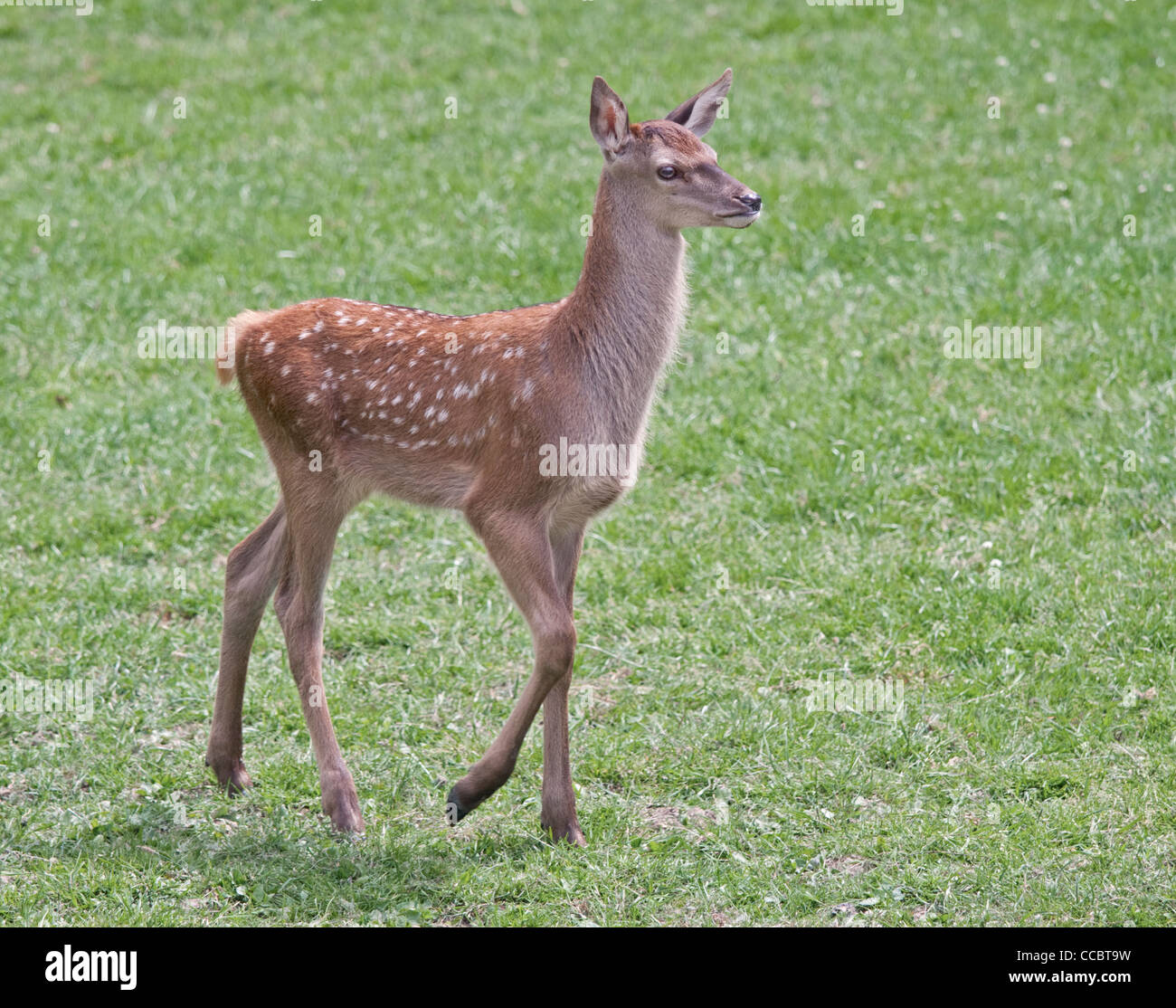 Baby deer hi-res stock photography and images - Alamy