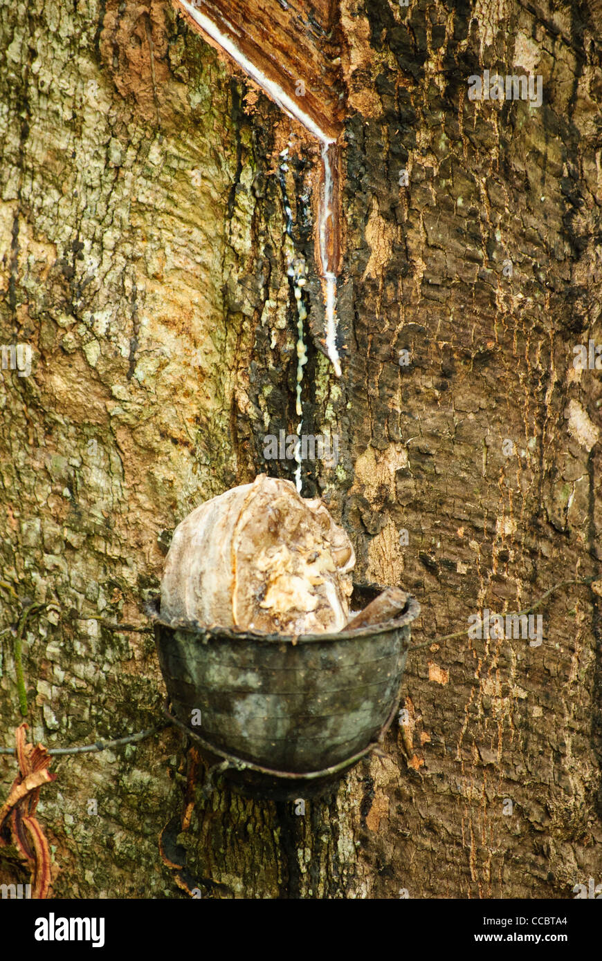 A small bucket is tied to a rubber tree to collect rubber latex after ...