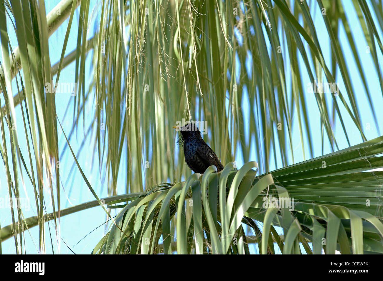 Bird, Yasmine Hammamet, Tunisia, North Africa Stock Photo - Alamy