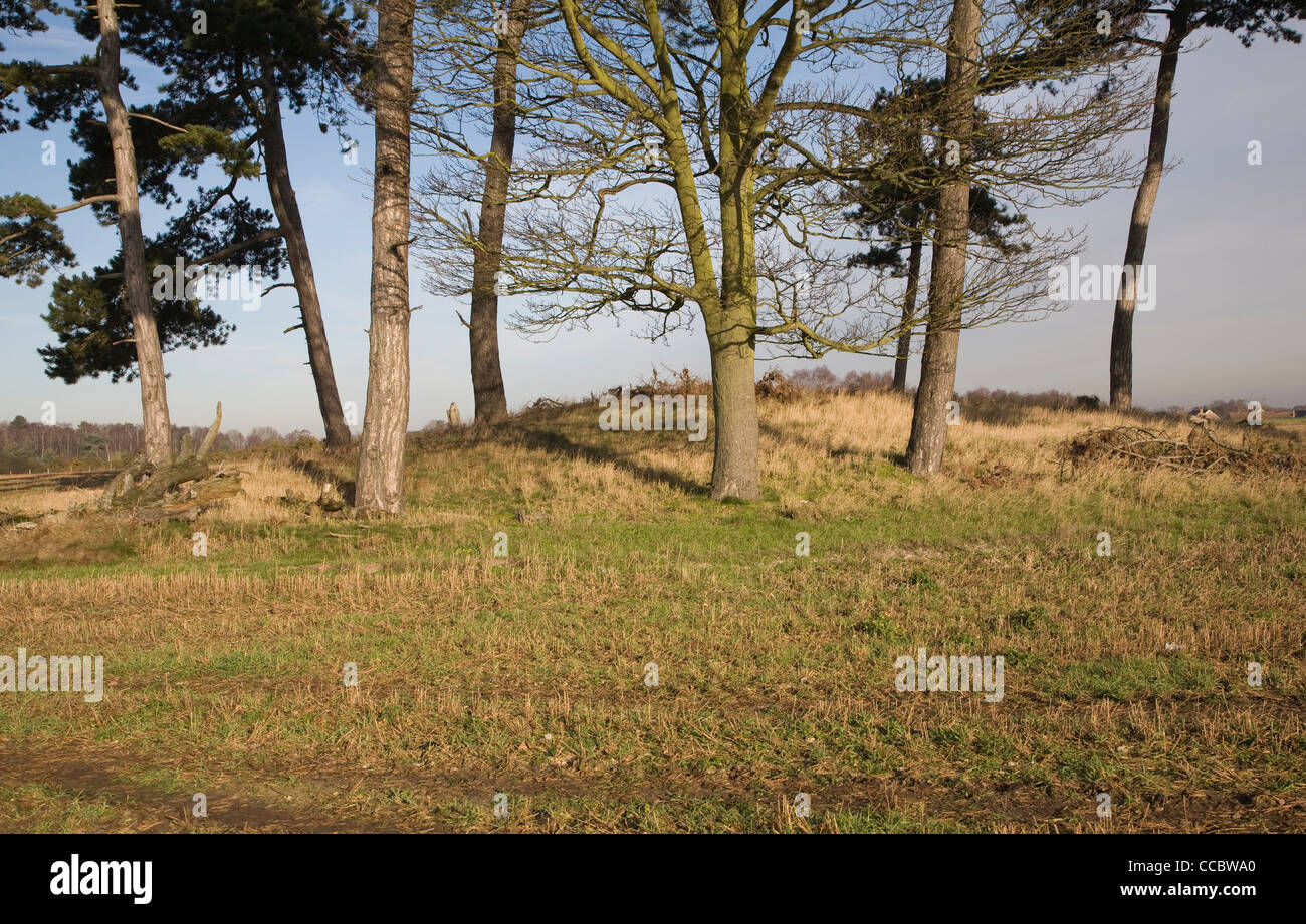 Tumulus prehistoric barrow Foxhall, Suffolk, England Stock Photo - Alamy