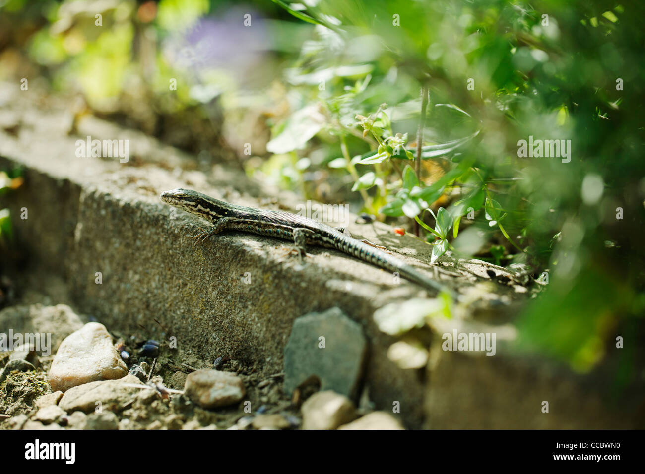 Lizard images hi-res stock photography and images - Alamy
