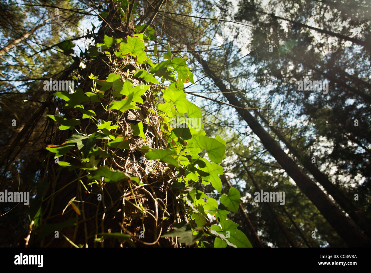 Ivy growing on tree trunk Stock Photo - Alamy