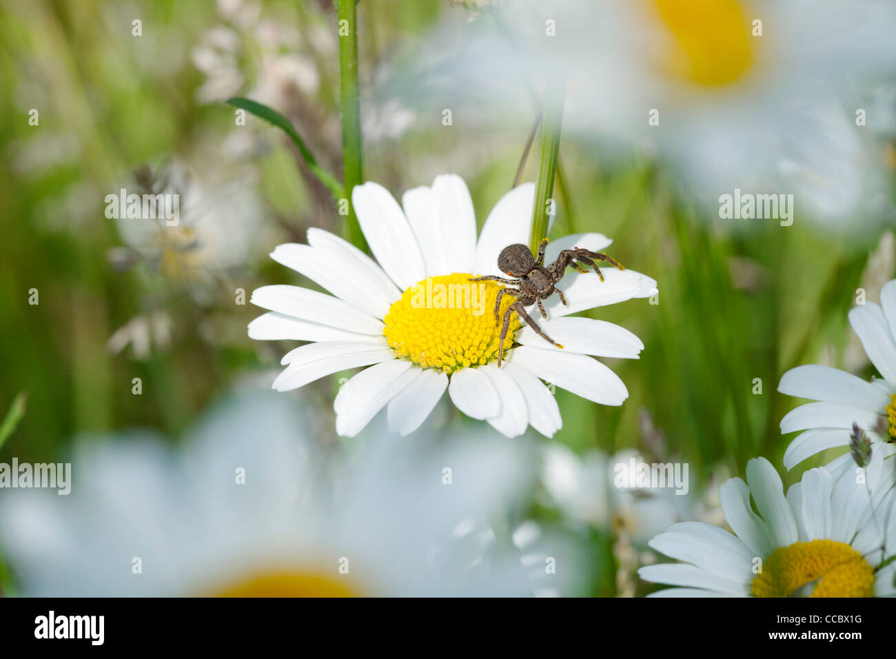 Spider daisy hi-res stock photography and images - Alamy