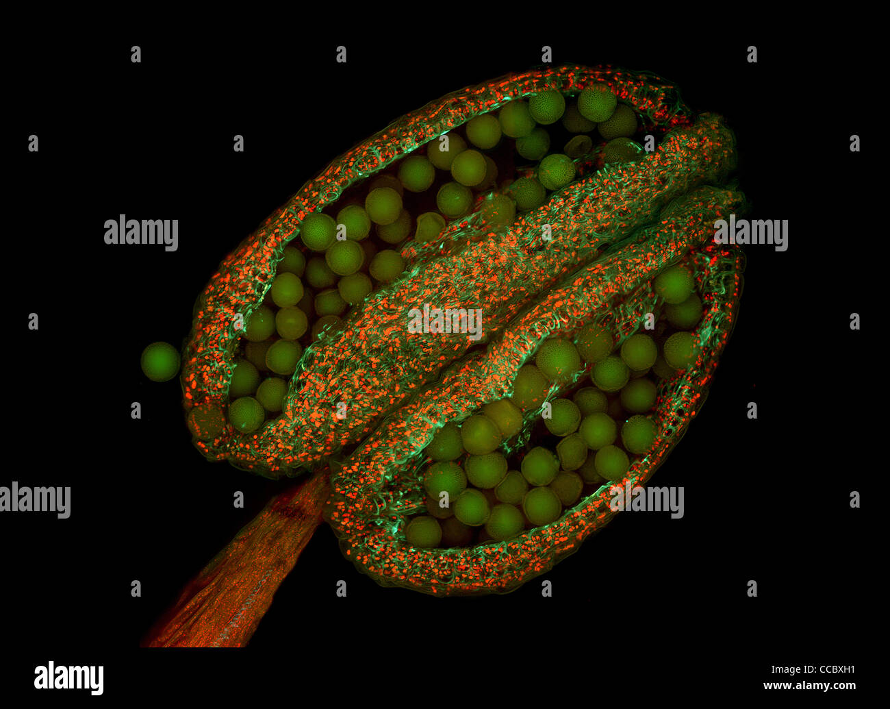 Arabidopsis Stock Photos & Arabidopsis Stock Images - Alamy
