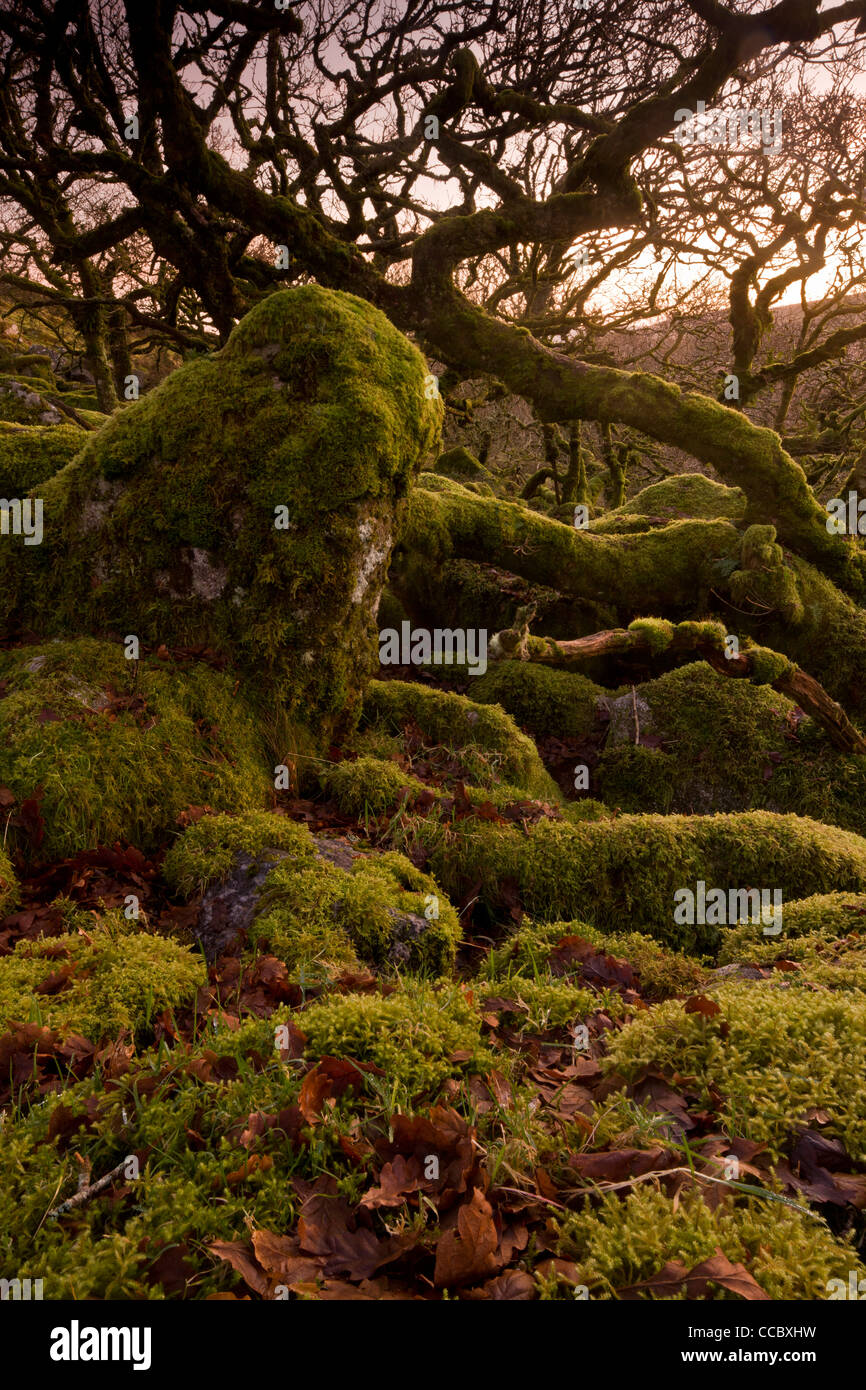 Oak level hi-res stock photography and images - Alamy