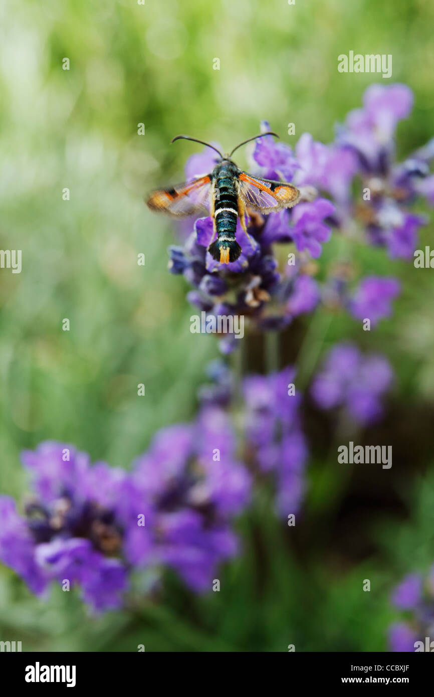 Fiery clearwing (Pyropteron chrysidiformis) on lavender Stock Photo - Alamy